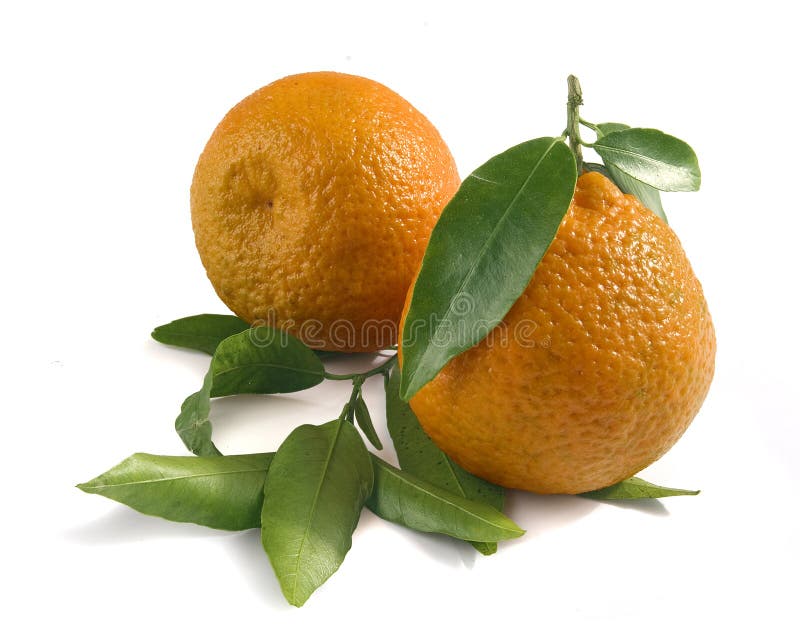 Two tangerines stock image. Image of isolated, fresh - 19437967