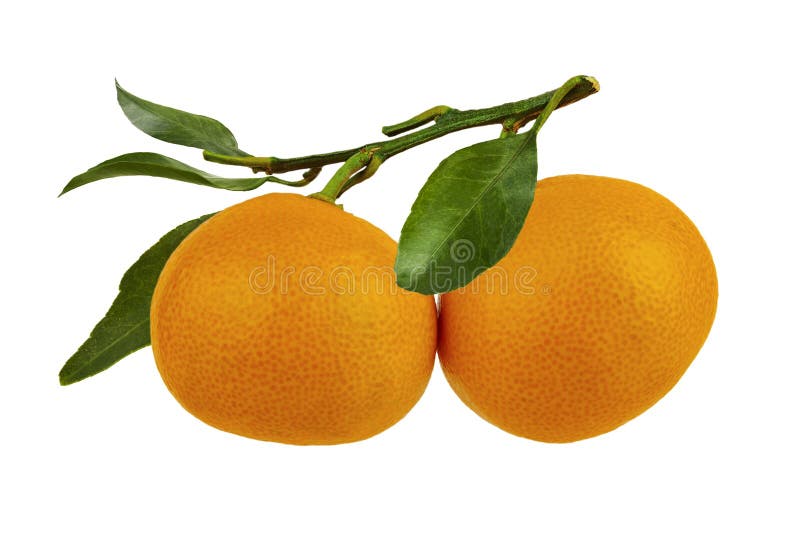 Two Tangerines on a Twig with Leaves. Stock Image - Image of branch ...