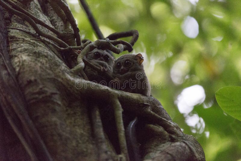 Two Tarsius on a Tree in Tangkoko Park Stock Photo - Image of pair ...