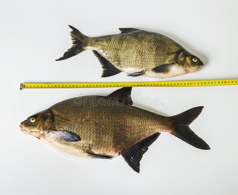 Two tench. stock image. Image of light, closeup, food - 51107331