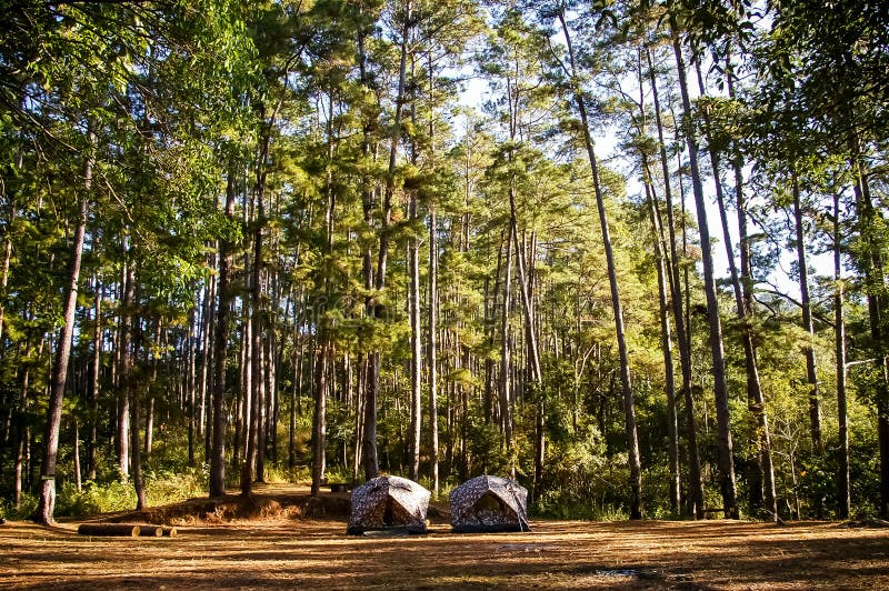 Campground Green Tent Among Pine Trees Stock Photo - Image of ...