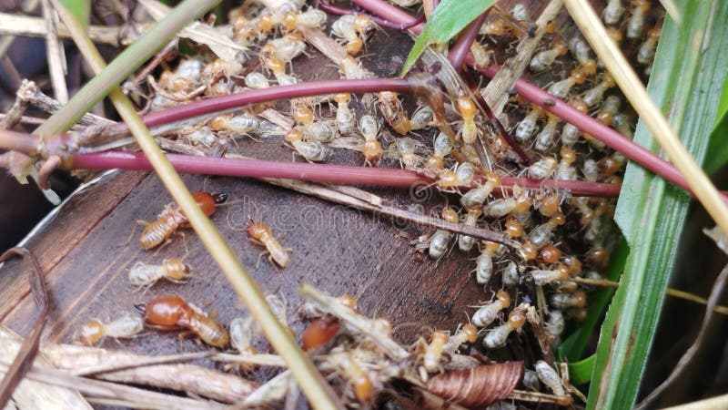 Two Termites Leading the Colony Stock Photo - Image of invertebrate ...