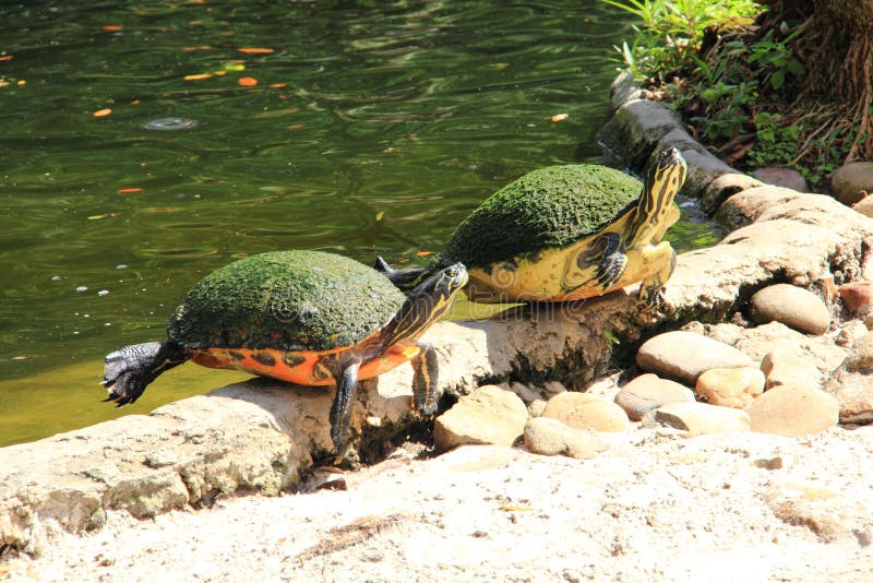 Two Terrapins stock photo. Image of eggs, couple, orange - 24493102