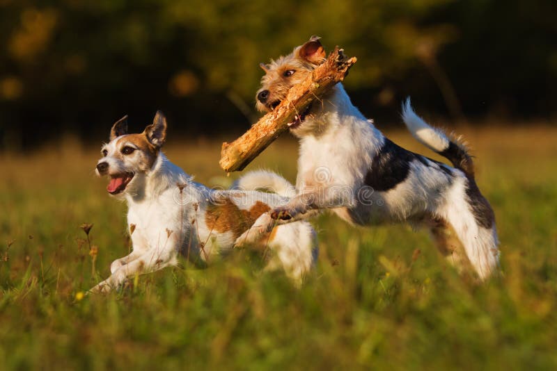 Two terrier in action stock photo. Image of action, parson - 24087742
