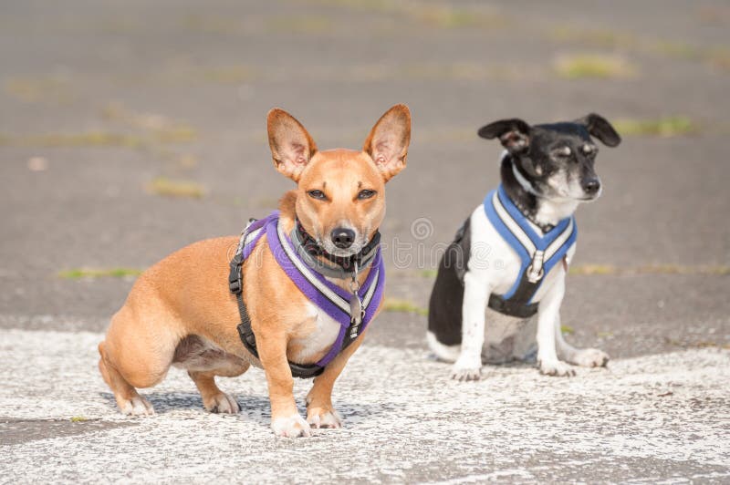 Two terrier dogs stock photo. Image of pets, mammal, ears - 64718456