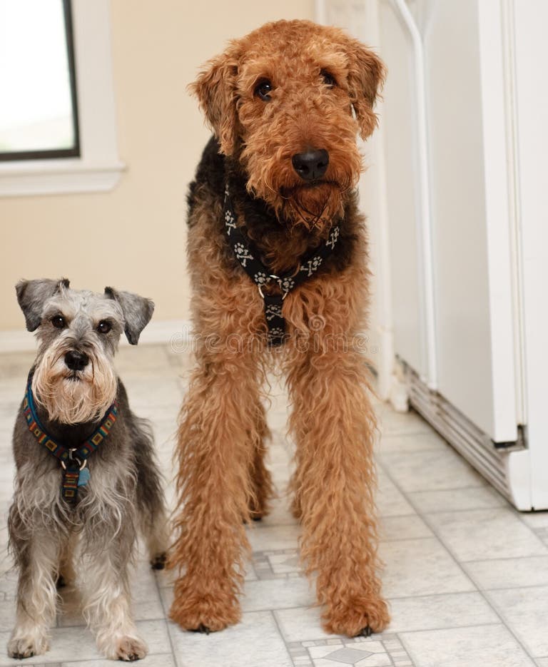 1,261 Silly Dogs Stock Photos - Free & Royalty-Free Stock Photos from ...