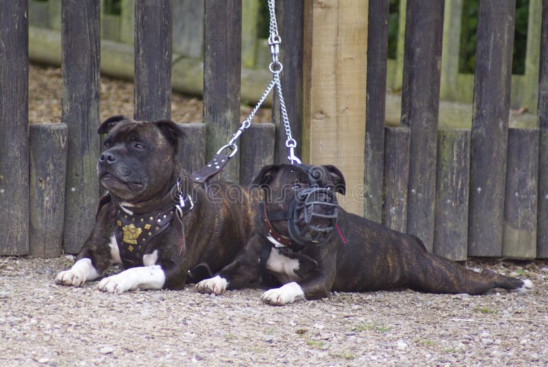 Fighting Staffordshire Terriers Stock Photo - Image of biting, paws ...