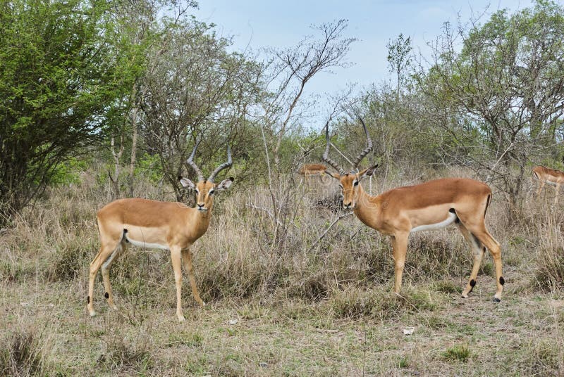 Fighting Rams Stock Photos - Free & Royalty-Free Stock Photos from ...