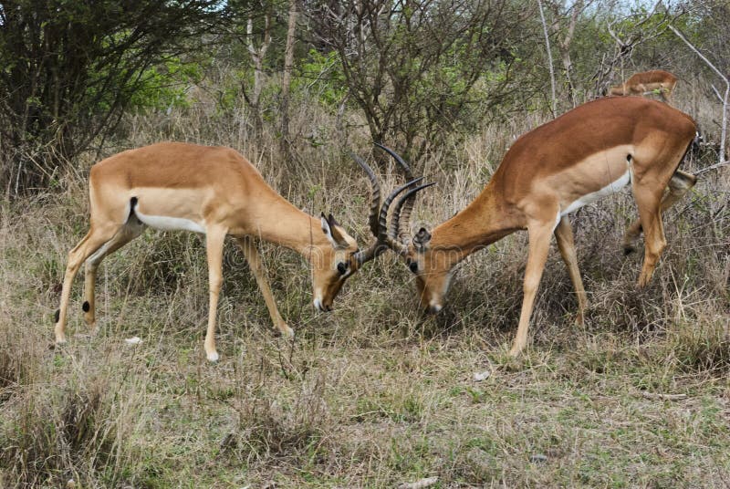 Fighting Rams Stock Photos - Free & Royalty-Free Stock Photos from ...