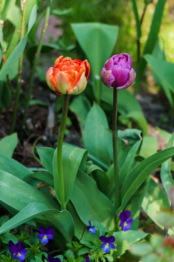 Two Terry Tulips on a Garden Bed, One Yellow and One Lilac Stock Image ...