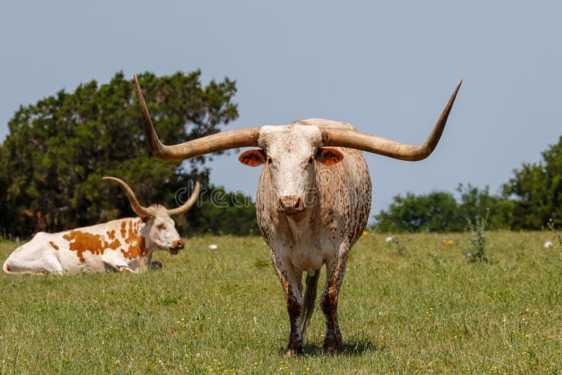 Two Texas Longhorn Cattle in the Grass Stock Image - Image of long ...