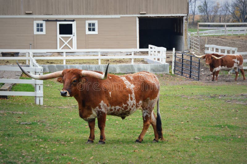 Two Texas Longhorns stock image. Image of closer, front - 49874487