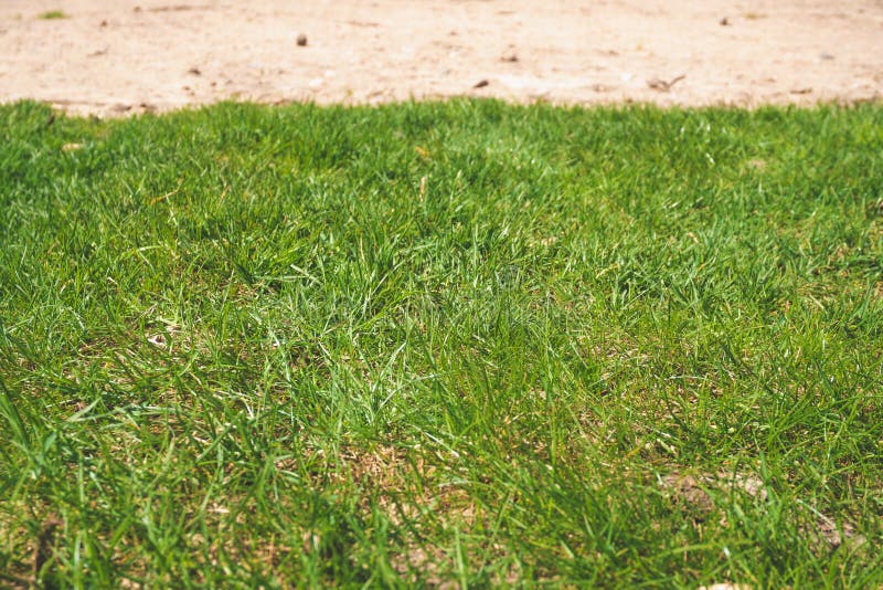 Two Textures in One Photo. Grass Texture and Sand Texture Stock Image ...