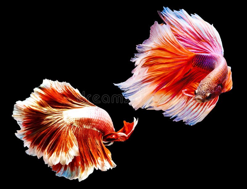 Fish Battle for Food stock image. Image of caribbean - 34129541