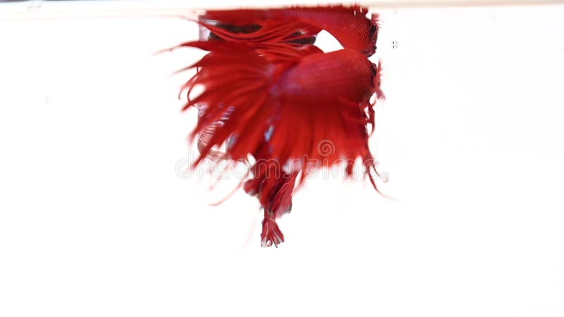 Two Thai Fighting Fish in White Background, Wallpaper Concept. Stock ...