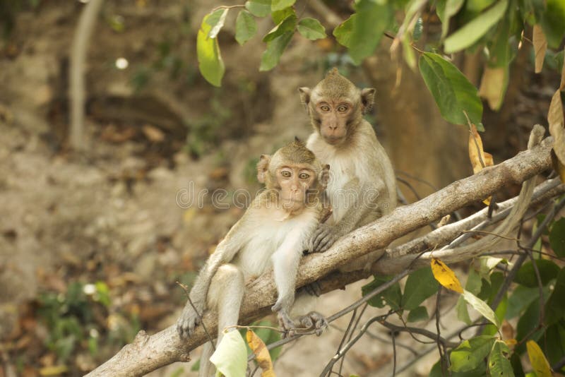 Thai monkeys stock photo. Image of chief, long, female - 22617450