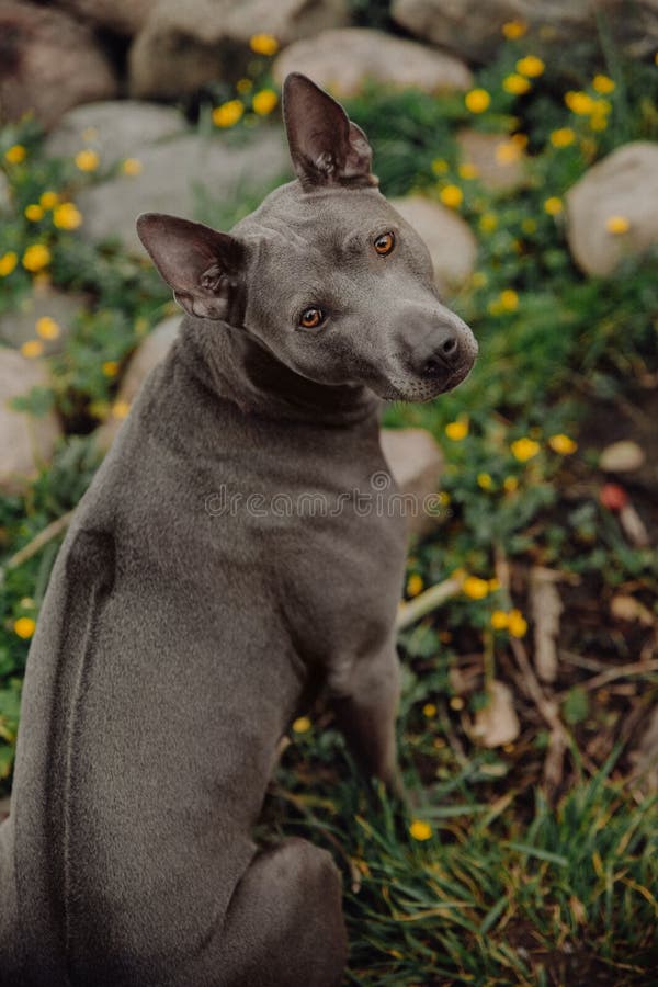 Two Thai Ridgeback Dog Playing on the Grass, Outdoor Stock Image ...