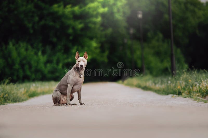 Two Thai Ridgeback Dog Playing on the Grass, Outdoor Stock Image ...