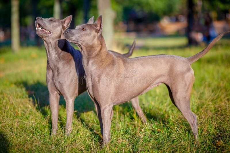 Two Thai Ridgeback dogs stock image. Image of gorgeous - 99426859