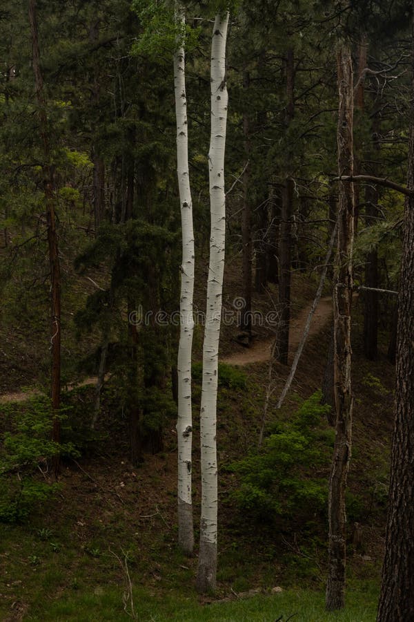 Two Thin Aspen Trees Grow at the Edge of Dark Forest in Grand Canyon ...
