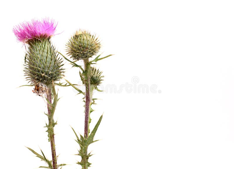 Scottish Thistle White Background Stock Photos - Download 256 Royalty ...