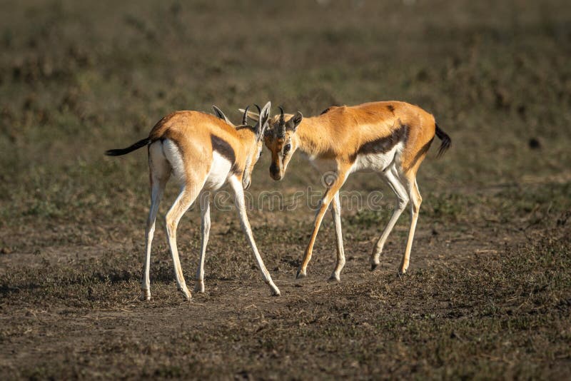 327 Gazelle Fighting Stock Photos - Free & Royalty-Free Stock Photos ...