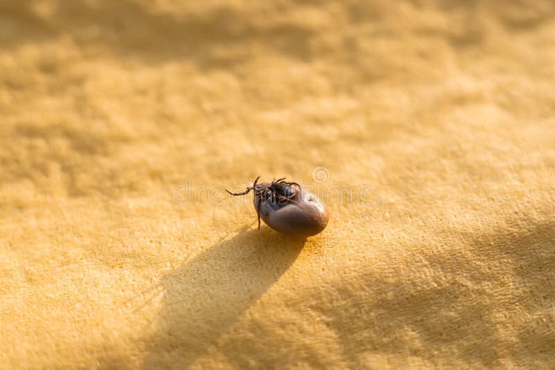 Tick Mating stock image. Image of mating, close, procreation - 191426265