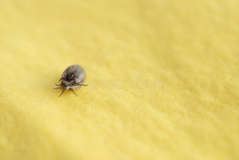 Tick Mating stock photo. Image of isolated, blood, insects - 191426322