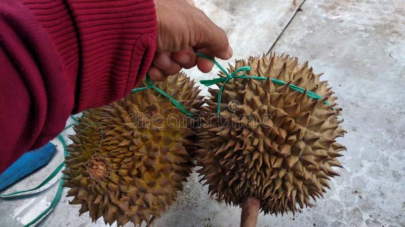 Two tied durians stock video. Video of climate, food - 291985233