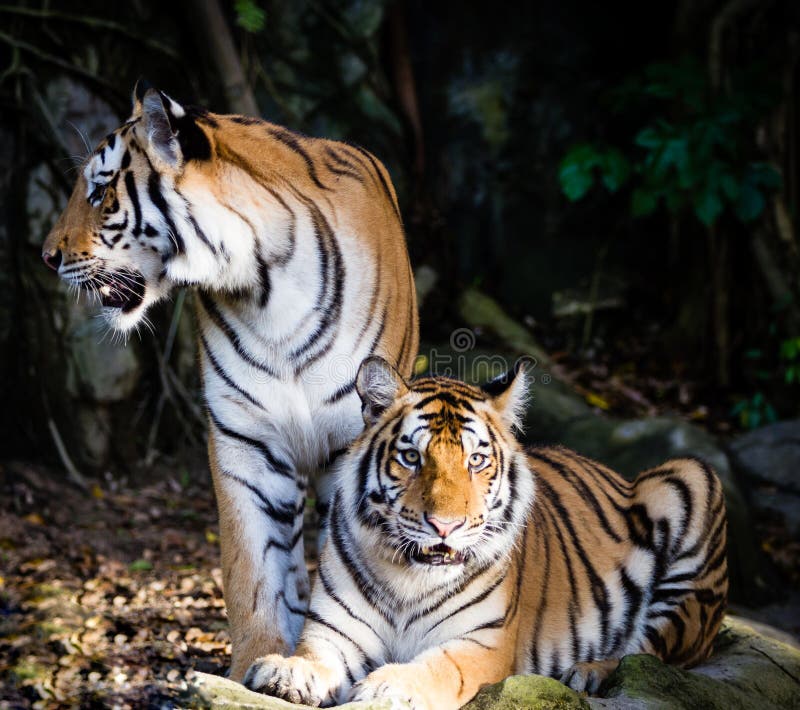 Two tiger stock image. Image of portrait, nature, eyes - 35988795