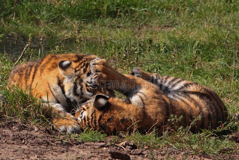 Tiger Cubs Cuddling A Shredded Human Hand