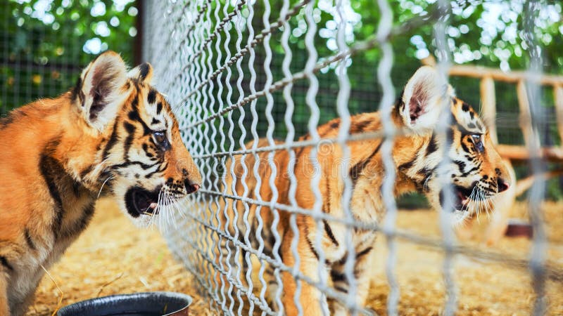 Two Tiger Cubs Roaring Behind a Wire Mesh Fence in a Zoo Stock Photo ...