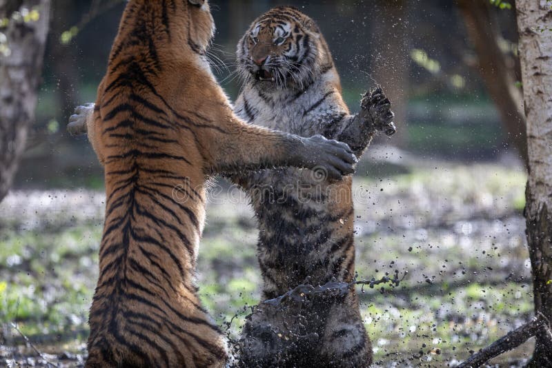Two Tiger Fighting in the Jungle Stock Photo - Image of carnivore ...