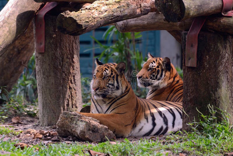 Two tiger stock photo. Image of close, animals, mammal - 48394570