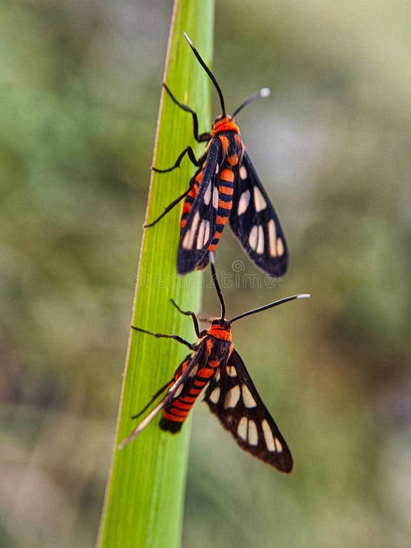 Two Tiger Moth are Climbing Stinky Green Leaf Stock Image - Image of ...