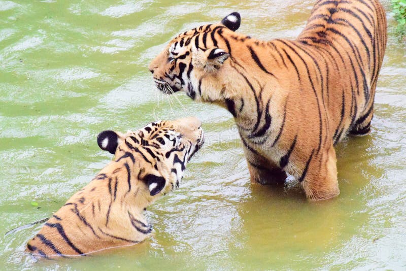 Two tiger in water playing stock photo. Image of nest - 124763178