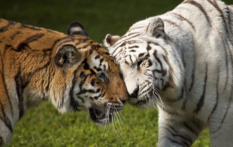 Two Tigers stock photo. Image of animals, affectionate - 12978224
