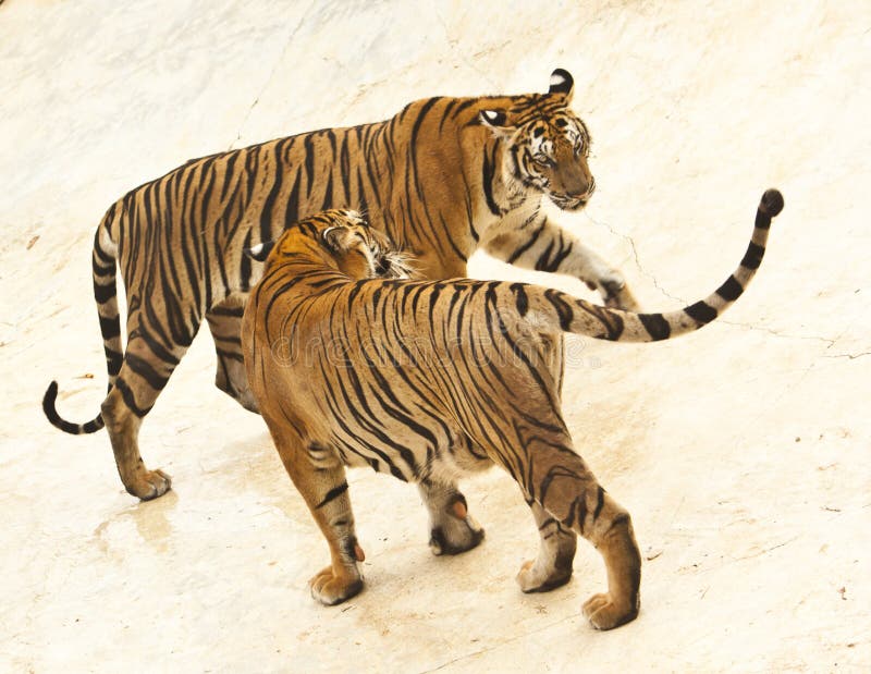 Two tigers stock image. Image of orange, africa, hunter - 20426989