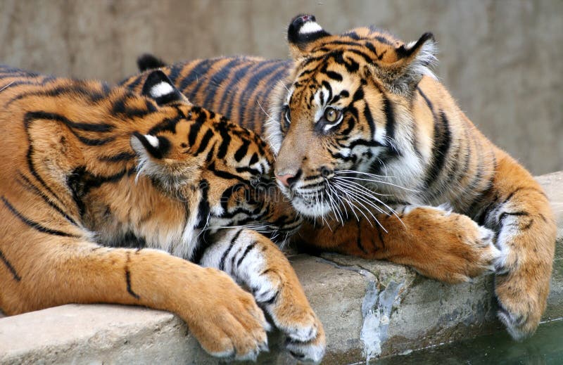Two Tigers stock image. Image of mammal, carnivore, animal - 2836815