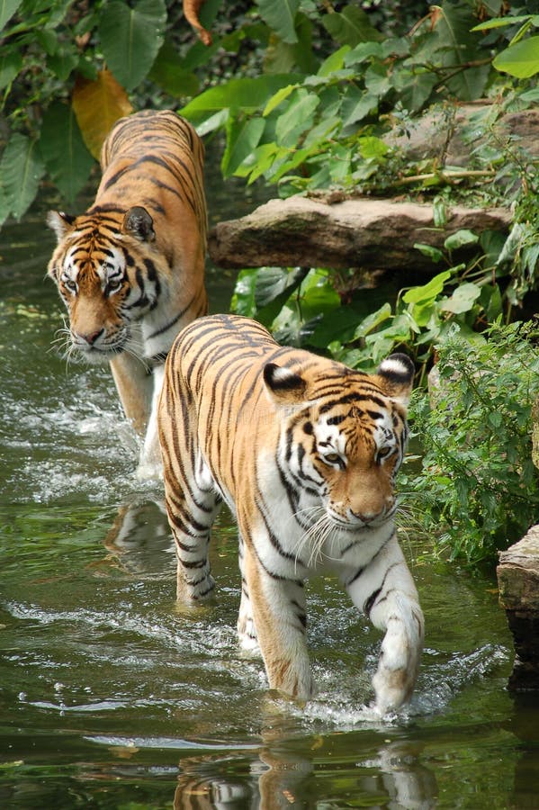 Two tigers stock image. Image of water, siberian, tiger - 5894251