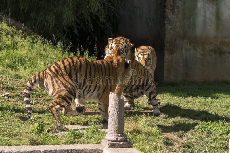 Two tigers fight in a zoo stock photo. Image of fierce - 146552202