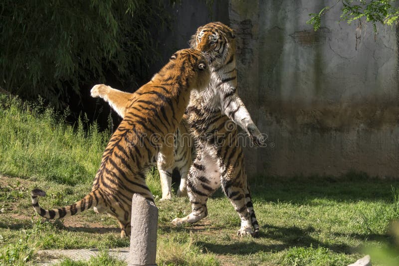Two tigers fight in a zoo stock photo. Image of head - 146550176