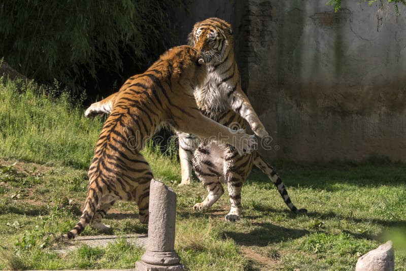 Two tigers fight in a zoo stock photo. Image of fierce - 146552202
