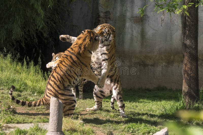Two tigers fight in a zoo stock photo. Image of fierce - 146552202