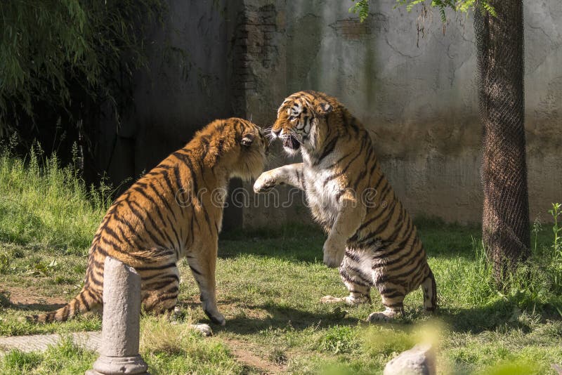 Two tigers fight in a zoo stock photo. Image of mustache - 146550564