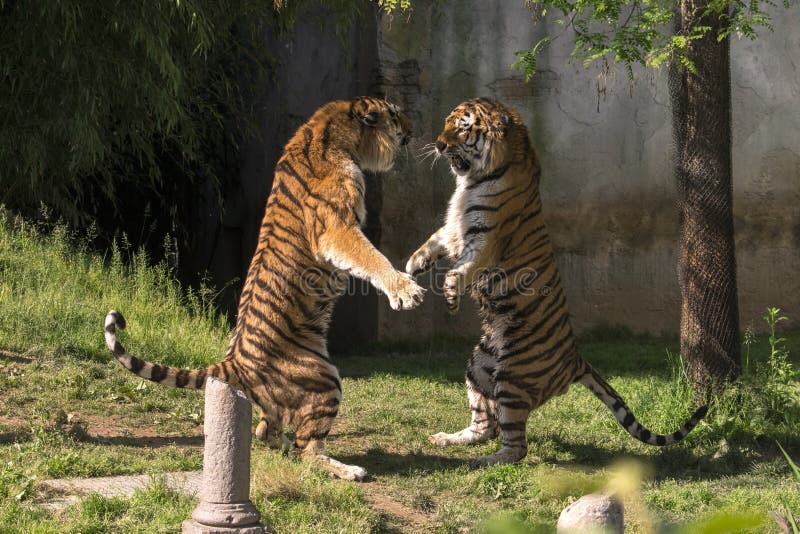 Two tigers fight in a zoo stock photo. Image of fierce - 146552202