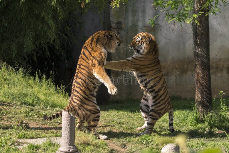 Two tigers fight in a zoo stock image. Image of mustache - 146550835