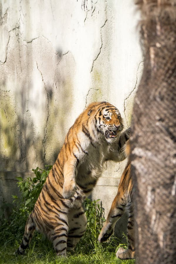 Two tigers fight in a zoo stock image. Image of canines - 146551689