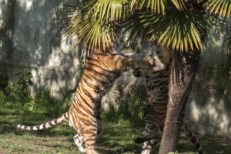 Two tigers fight in a zoo stock photo. Image of fierce - 146552202