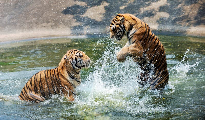 Tigers Playing in the Water Stock Image - Image of angry, mammal: 284477993